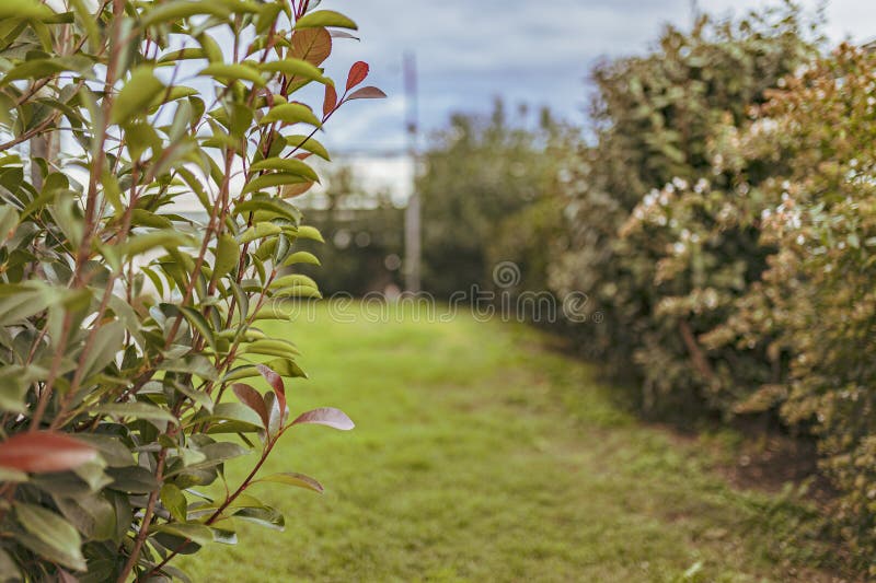 Green Bush Framing Empty Grass Field Stock Illustration - Illustration ...