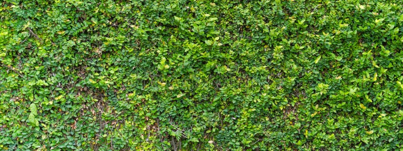 2,796 Green Bush Seamless Texture Stock Photos - Free & Royalty-Free ...
