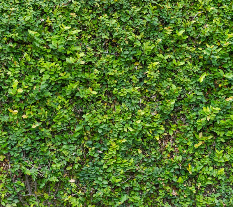 Green Bush. Seamless Tileable Texture Stock Photo - Image of ...
