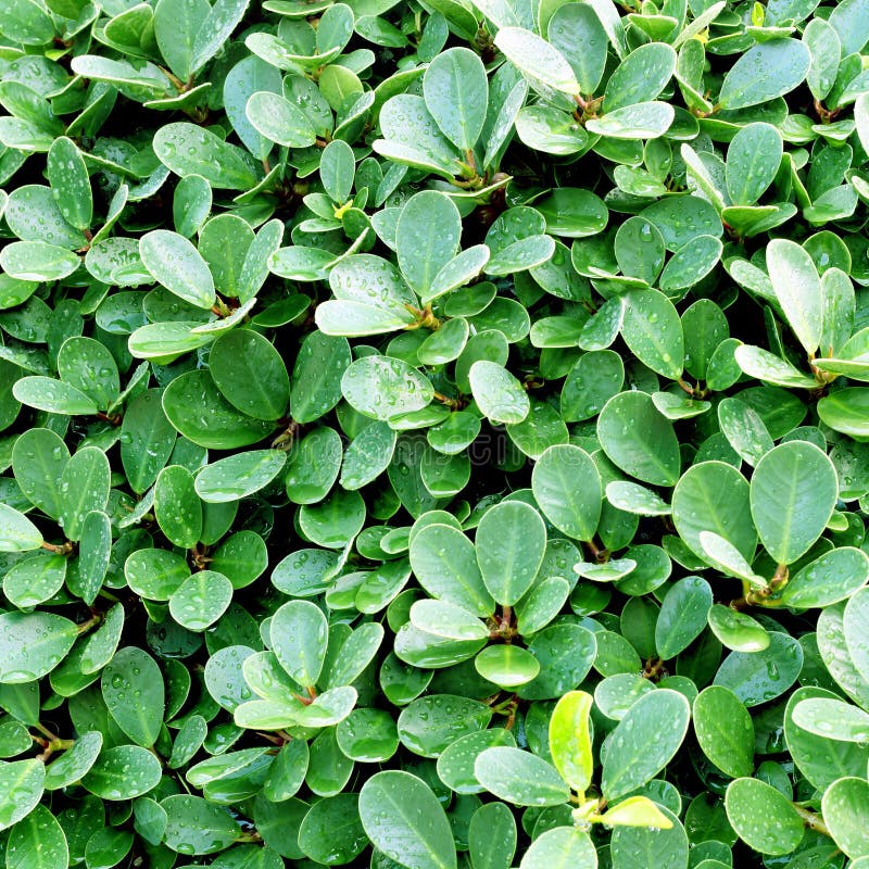 Bush Seamless Texture, Background Stock Photo - Image of park, green ...