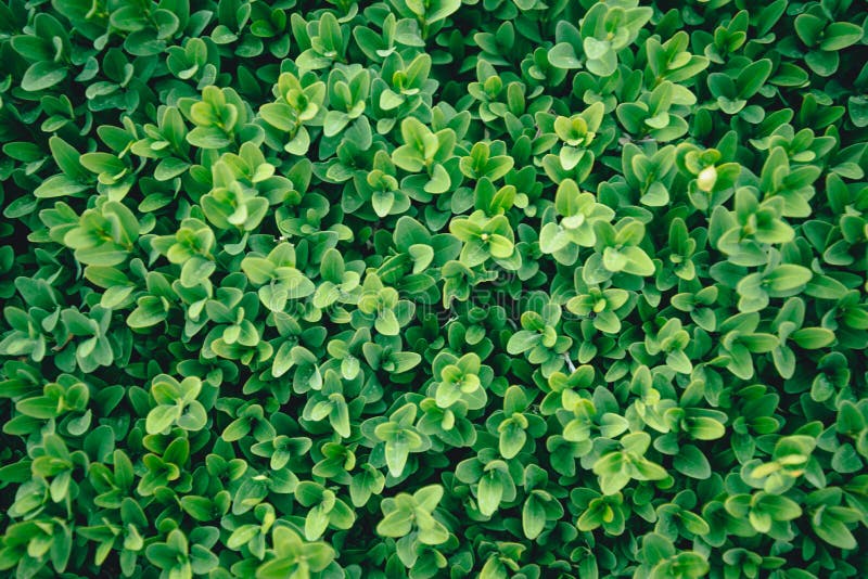 2,796 Green Bush Seamless Texture Stock Photos - Free & Royalty-Free ...