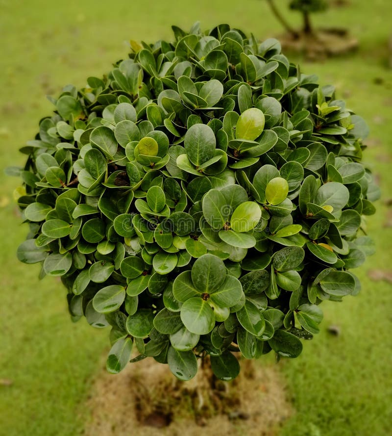 Green Bush, Small Leaves Plant in the Garden Stock Image - Image of ...