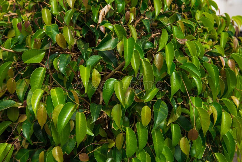 Small Tree. Green Bush with Small Leaves. Shrub Covered with Leaves ...
