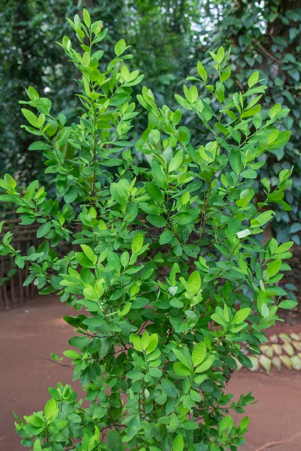 Green bush stock image. Image of bush, herb, ecology - 42011183