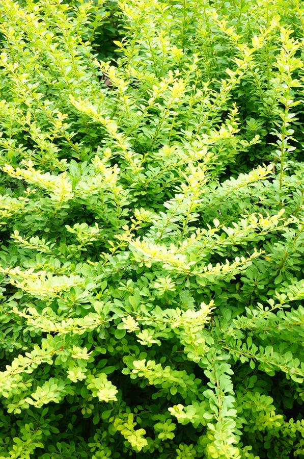Green bush stock photo. Image of bush, natural, sunshine - 41763376