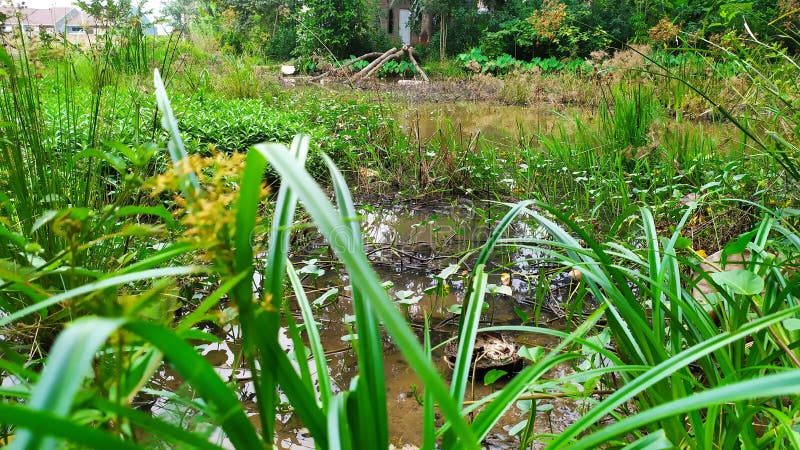 Green Bush in the Swamp stock photo. Image of bush, lake - 264338084