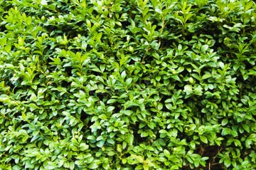 Green Bush Texture stock image. Image of closeup, abstract - 10517931