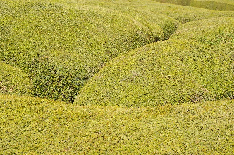 Green bush texture stock photo. Image of hedge, healthy - 8159306