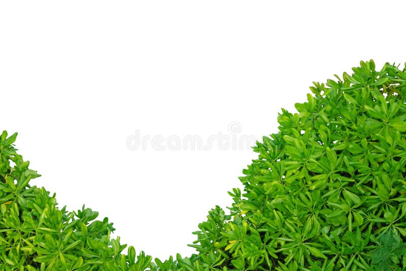Green Bush from Top View Isolated on White Background. Stock Photo ...