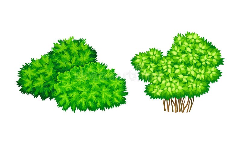 Bush in the Shape of a Square. Vector Illustration on White Background ...