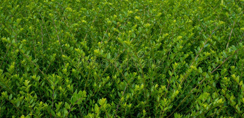 Green bush used as a hedge stock image. Image of leaves - 255556121