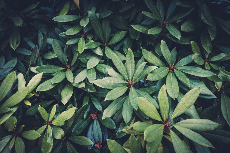 Green Bush stock image. Image of close, summer, bush - 85719715