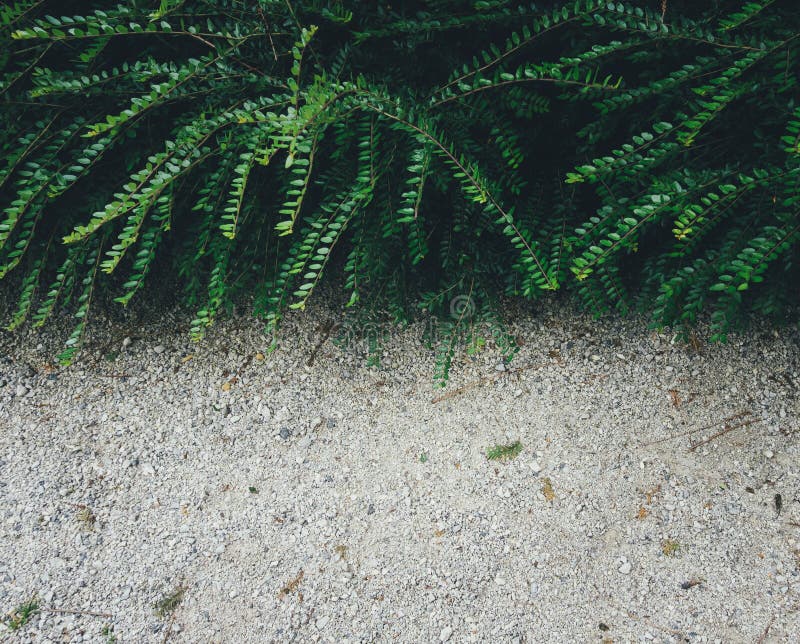 Green Bush stock photo. Image of botany, closeup, footpath - 85719220