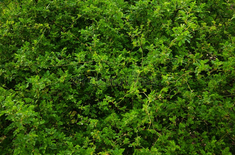 Green bush wall background stock image. Image of herb - 147855797