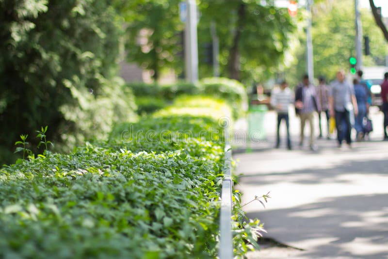 Green bushes in city park stock image. Image of green - 40915527
