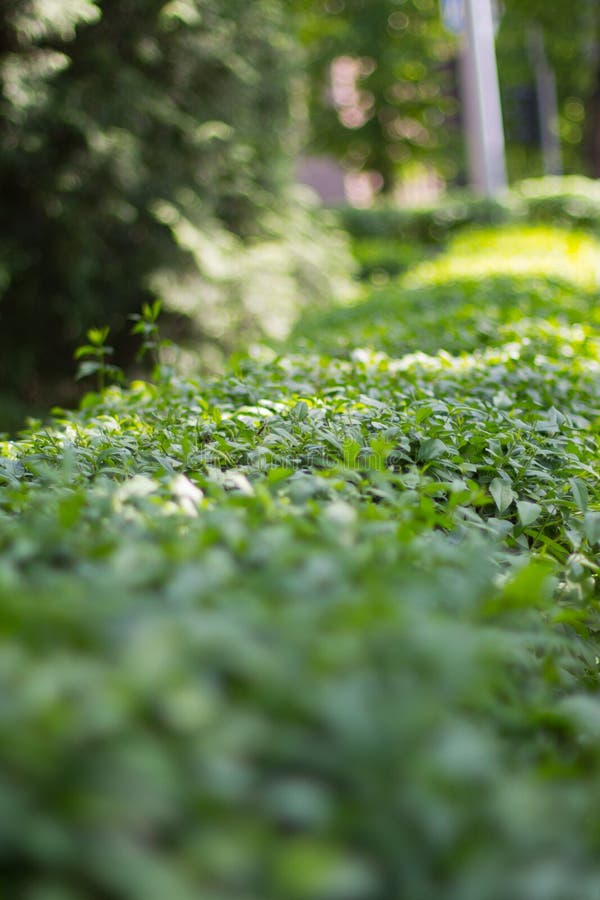 Green bushes in city park stock image. Image of bush - 40915617