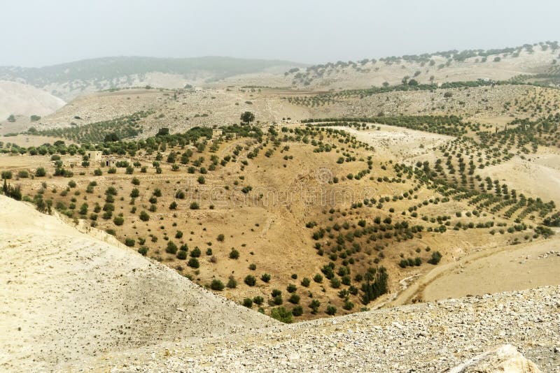 Green Bushes Grow on the Hillside in Middle East Desert Stock Image ...