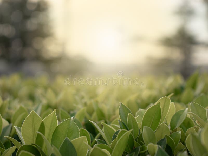 Green Bush in the Setting Sun. Stock Photo - Image of grow, green ...