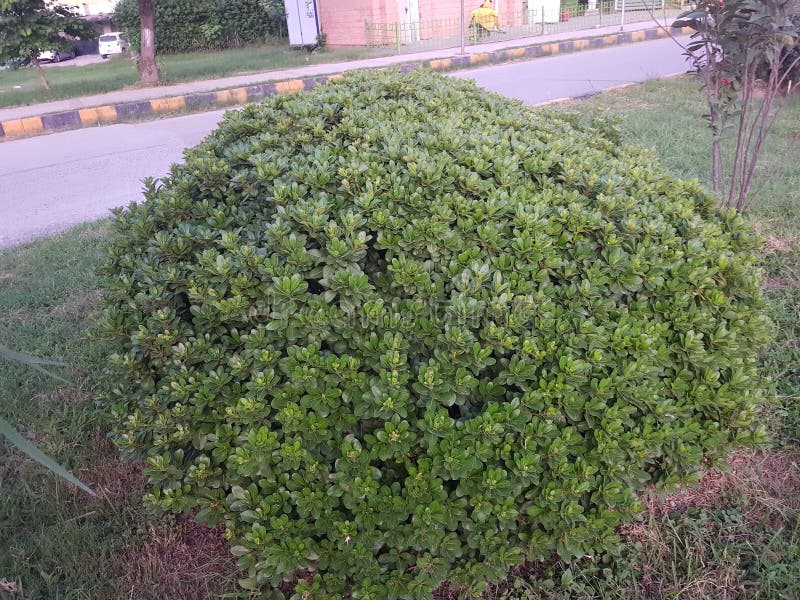 Green Bushes with beside the Road Stock Image - Image of crop, yard ...
