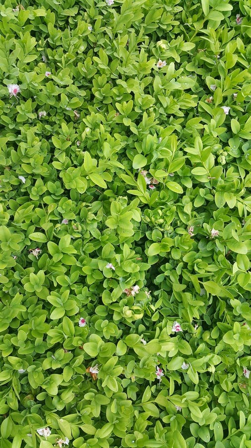 Green bushes in spring stock photo. Image of plant, spring - 70794118