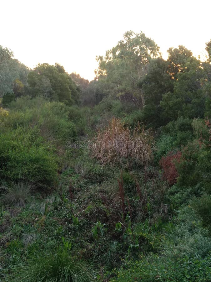 Man behind bush stock image. Image of parting, shirt - 21370193