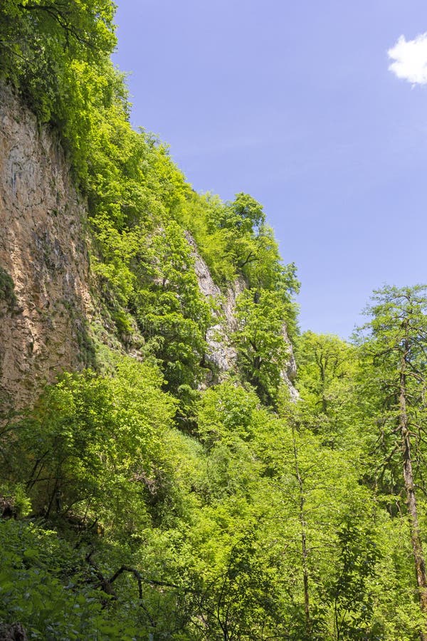 Vegetation on cliffside stock photo. Image of bushes - 253459326