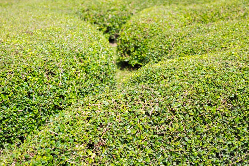 Bushes as wall in line stock image. Image of bush, line - 24436511
