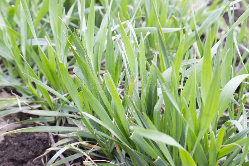 Green Bushes of Young Winter Wheat in Spring Growing on Field Stock ...