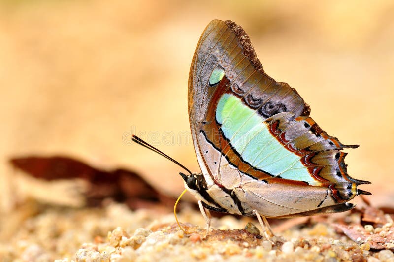 Green butterfly stock photo. Image of thailand, color - 29593088