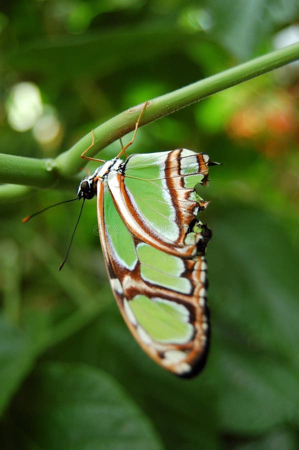 Green butterfly stock image. Image of insect, nature, butterfly - 562335