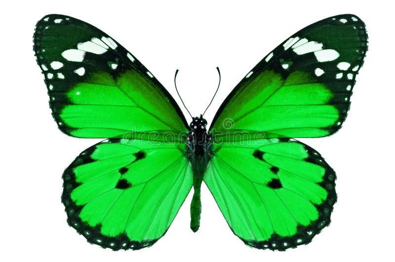 Green butterfly stock image. Image of bright, white, beautiful - 46586659