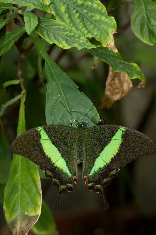 Green Butterfly stock photo. Image of orange, animal - 46923752