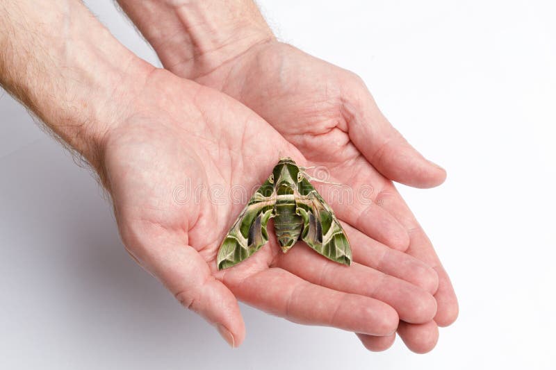 Green Butterfly on Human Hand. Butterfly Breeding Stock Photo - Image ...