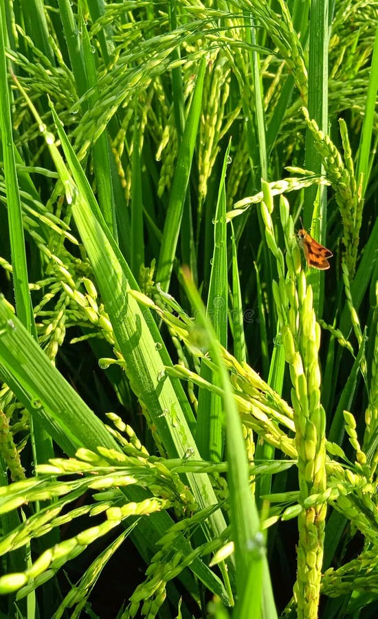 Green and butterfly stock image. Image of rice, green - 227991753