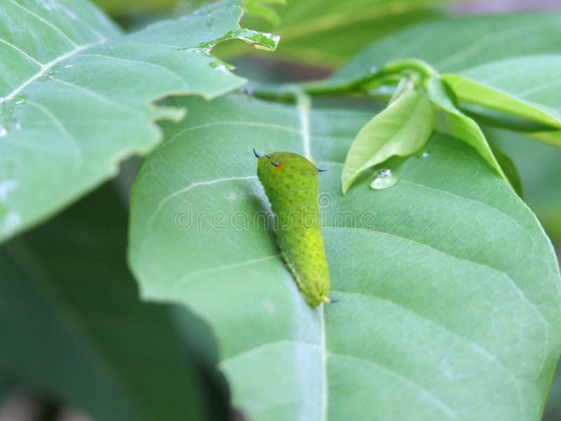 Green butterfly worm stock image. Image of macro, creature - 84386587
