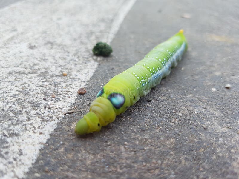 Green butterfly worm stock photo. Image of background - 107225268