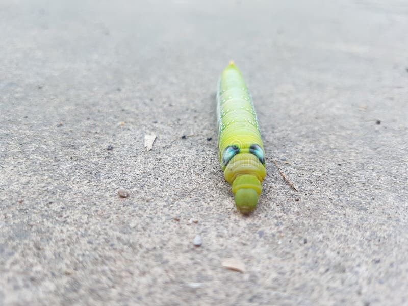 Green butterfly worm stock image. Image of plant, spring - 107225337