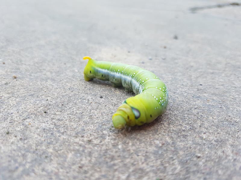 Green butterfly worm stock photo. Image of small, worm - 107225406