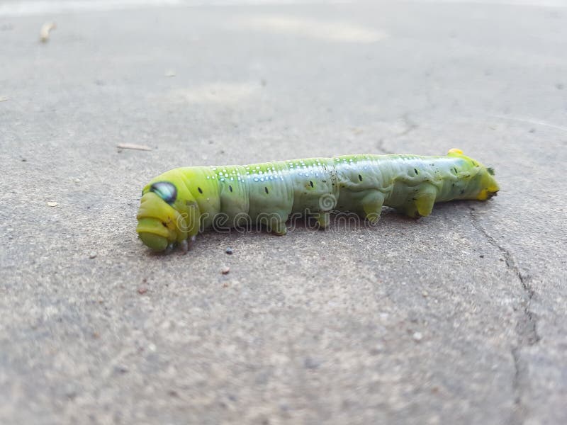 Green butterfly worm stock image. Image of colorful - 107225389