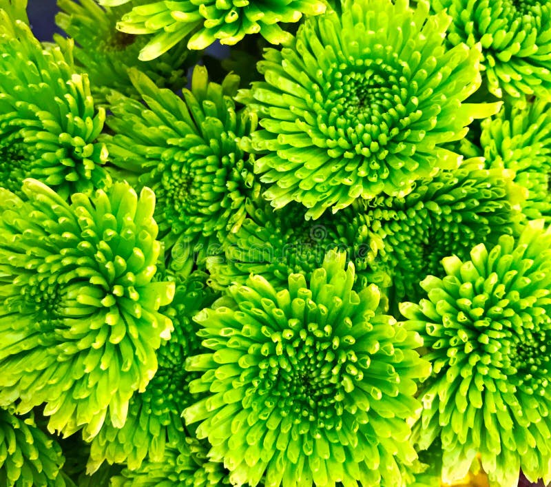 Fuji Chrysanthemum Stock Photos - Free & Royalty-Free Stock Photos from ...