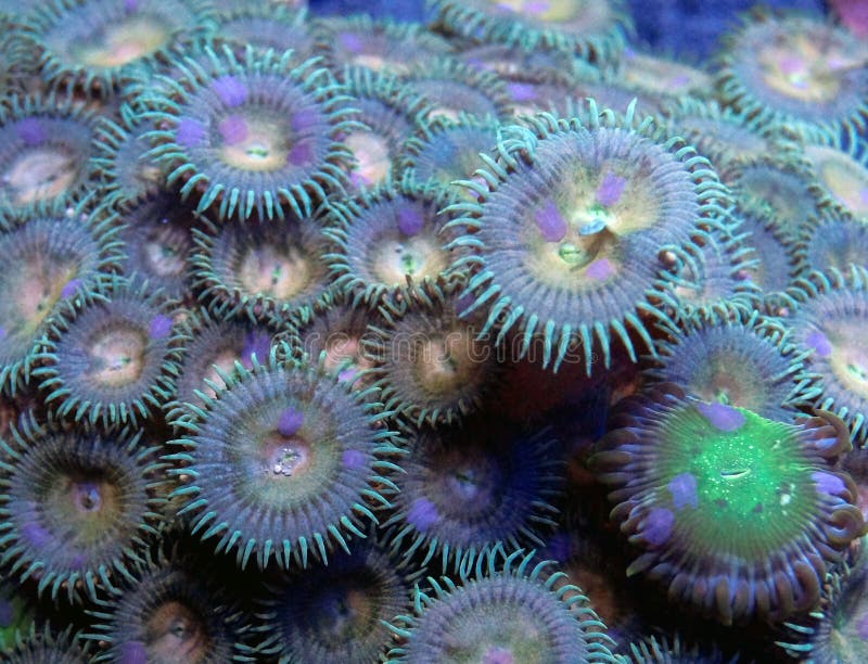 Green Button Polyps Coral stock photo. Image of ocean - 69796656