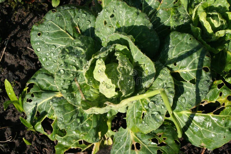 Green cabbage stock photo. Image of healthy, cuisine - 13089690