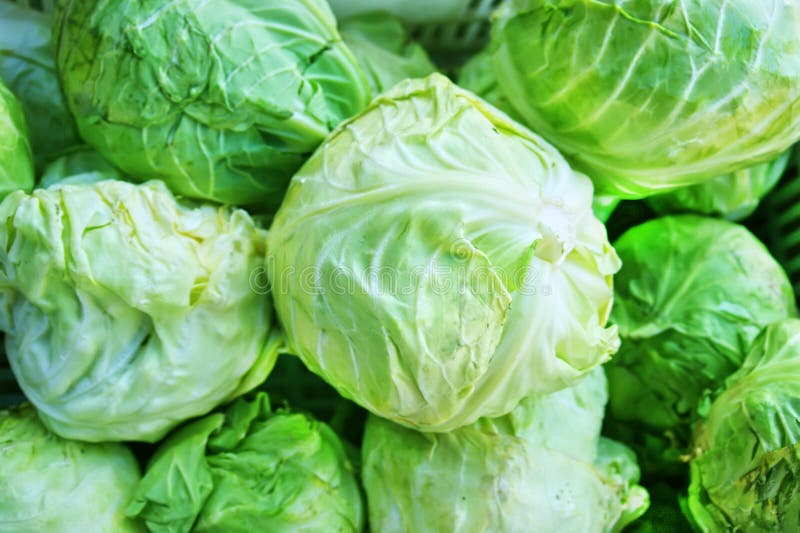 Green cabbage stock photo. Image of retail, patterns - 14003962
