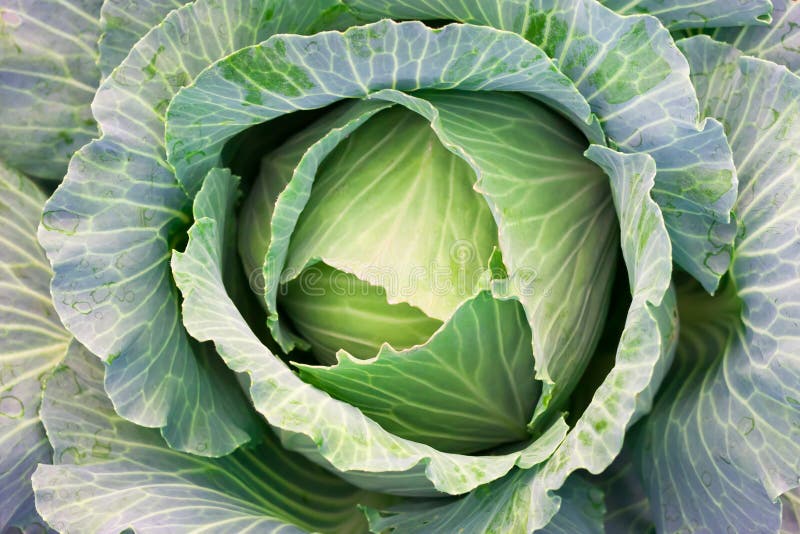 Ornamental Cabbage stock photo. Image of food, closeup - 266874