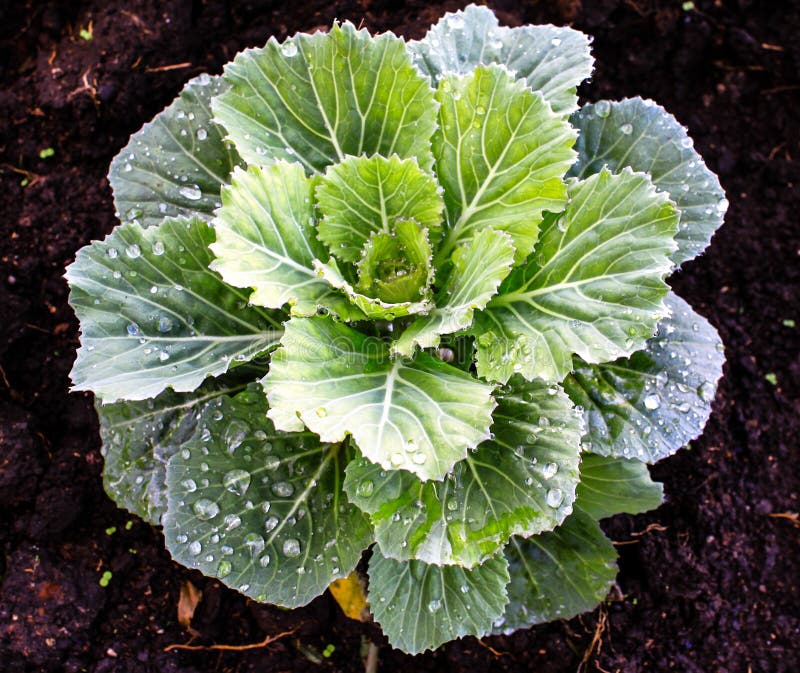 Green cabbage stock image. Image of pattern, fall, cultivation - 26129305