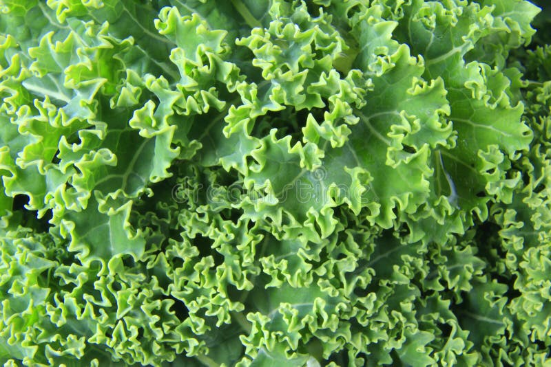 Green cabbage stock photo. Image of cabbage, plant, oleracea - 27946136