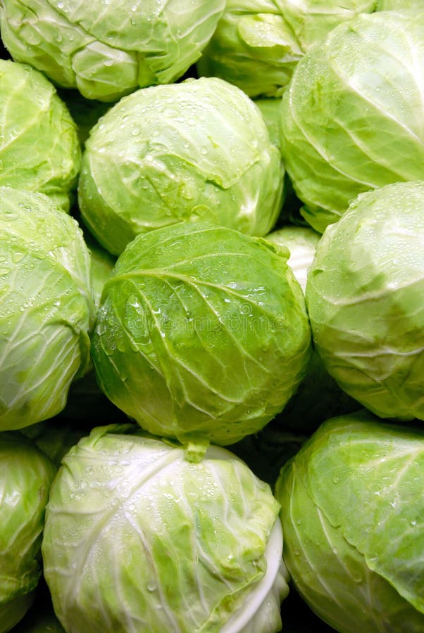 Green Cabbage stock image. Image of horticulture, sweet - 3105953