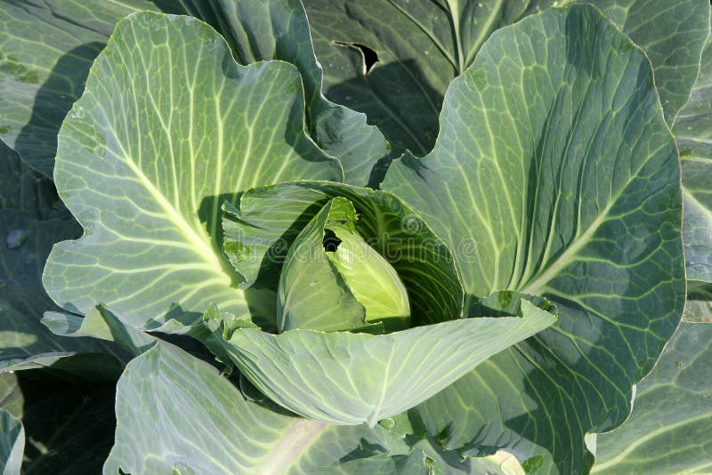 Green Cabbage Picture. Image: 9643039