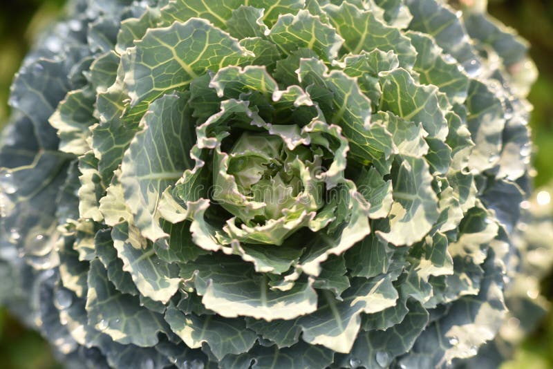 Green cabbage stock photo. Image of flower, organic, flora - 69970794
