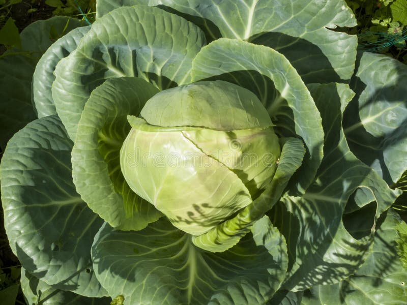 Green Cabbage Brassica Oleracea Stock Photo - Image of backgrounds ...
